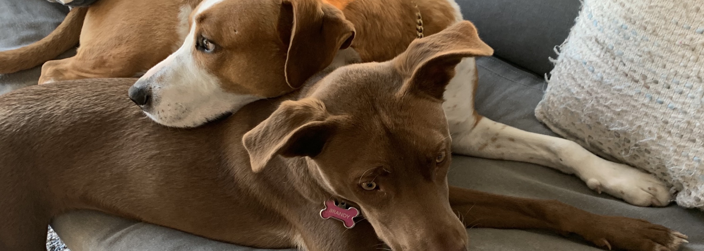 Shop – Beau & Brandy